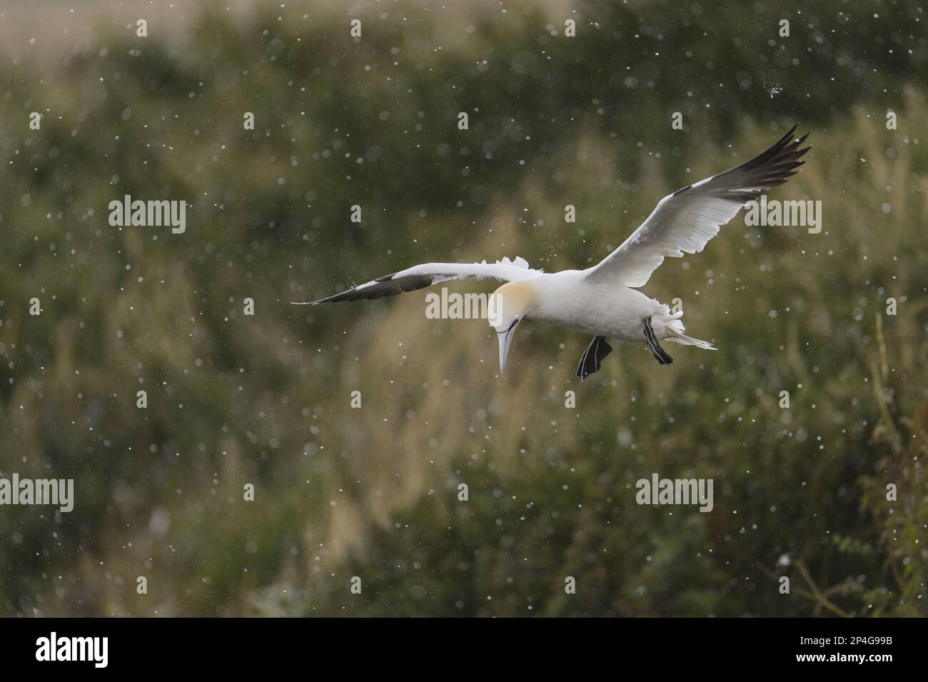 Northern Gannet (Morus bassanus) adult, in flight, coming in to land ...