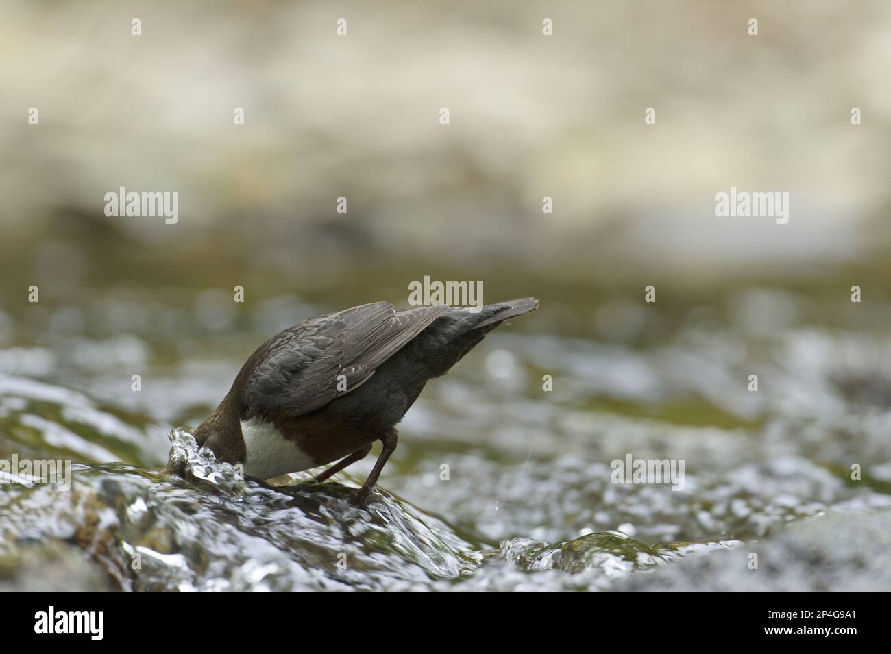 Welsh dipper bird hi-res stock photography and images - Alamy