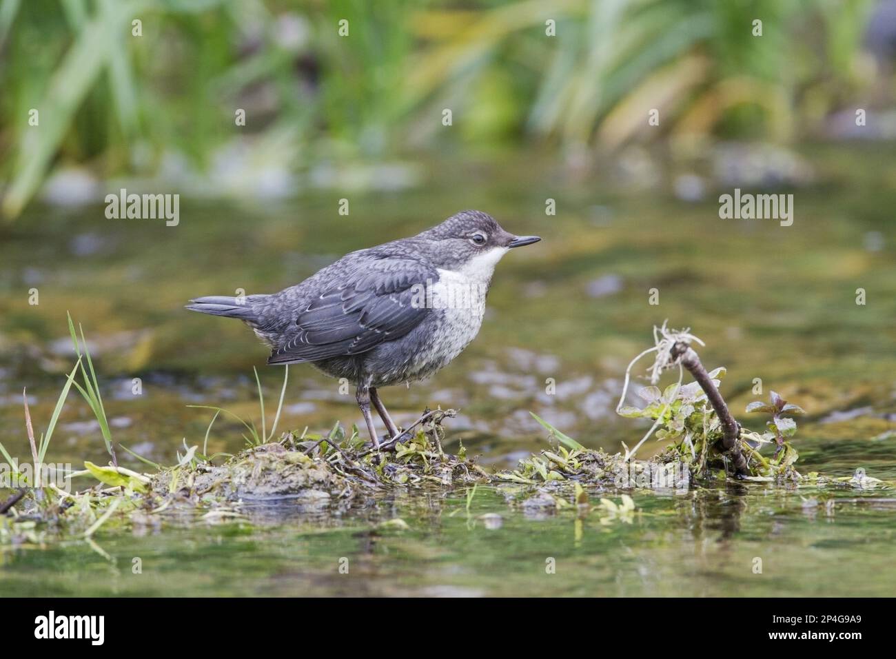 White-throated Dipper (Cinclus cinclus gularis) juvenile, standing in ...