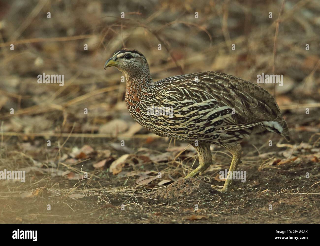 Double-spurred Francolin (Pternistis bicalcaratus bicalcaratus) adult ...