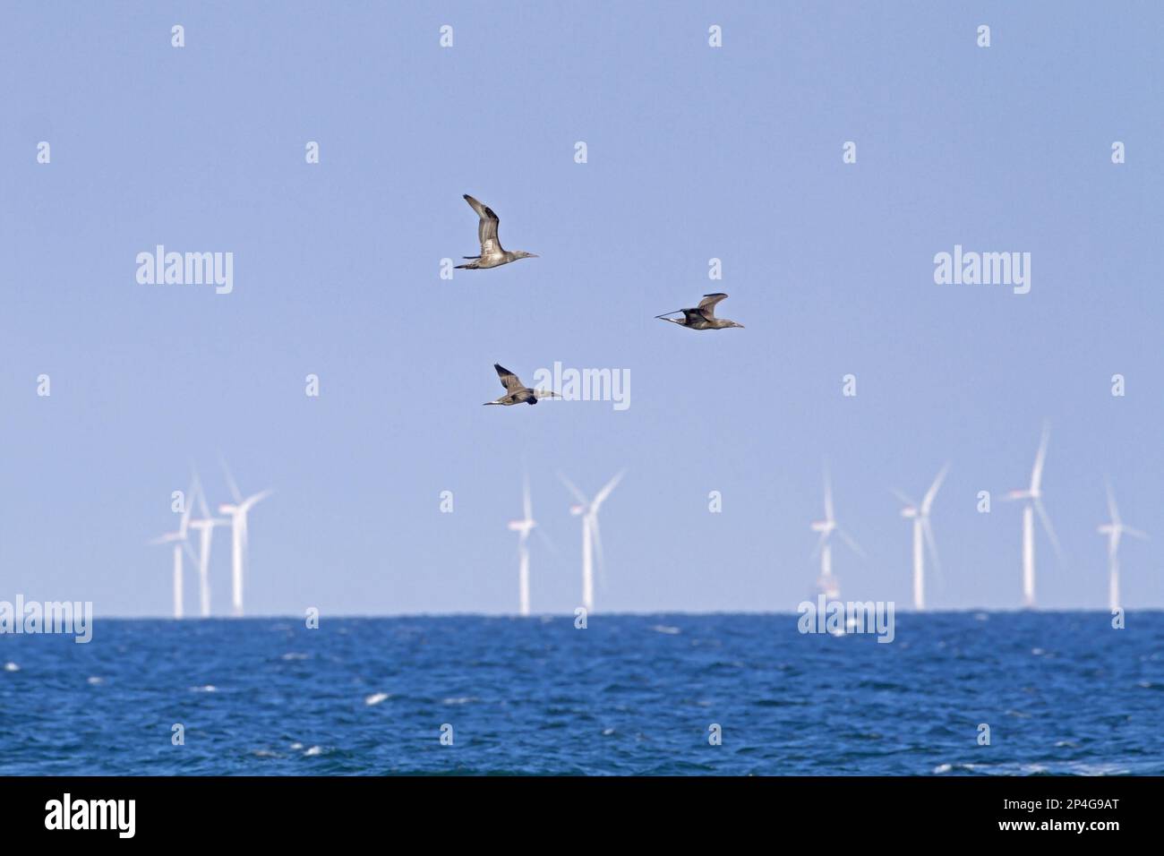 Northern Gannet (Morus bassanus) three juveniles, in flight, on ...
