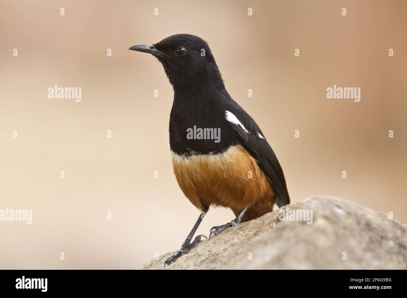 Mocking Cliff-chat (Thamnolaea cinnamomeiventris) adult male, standing ...