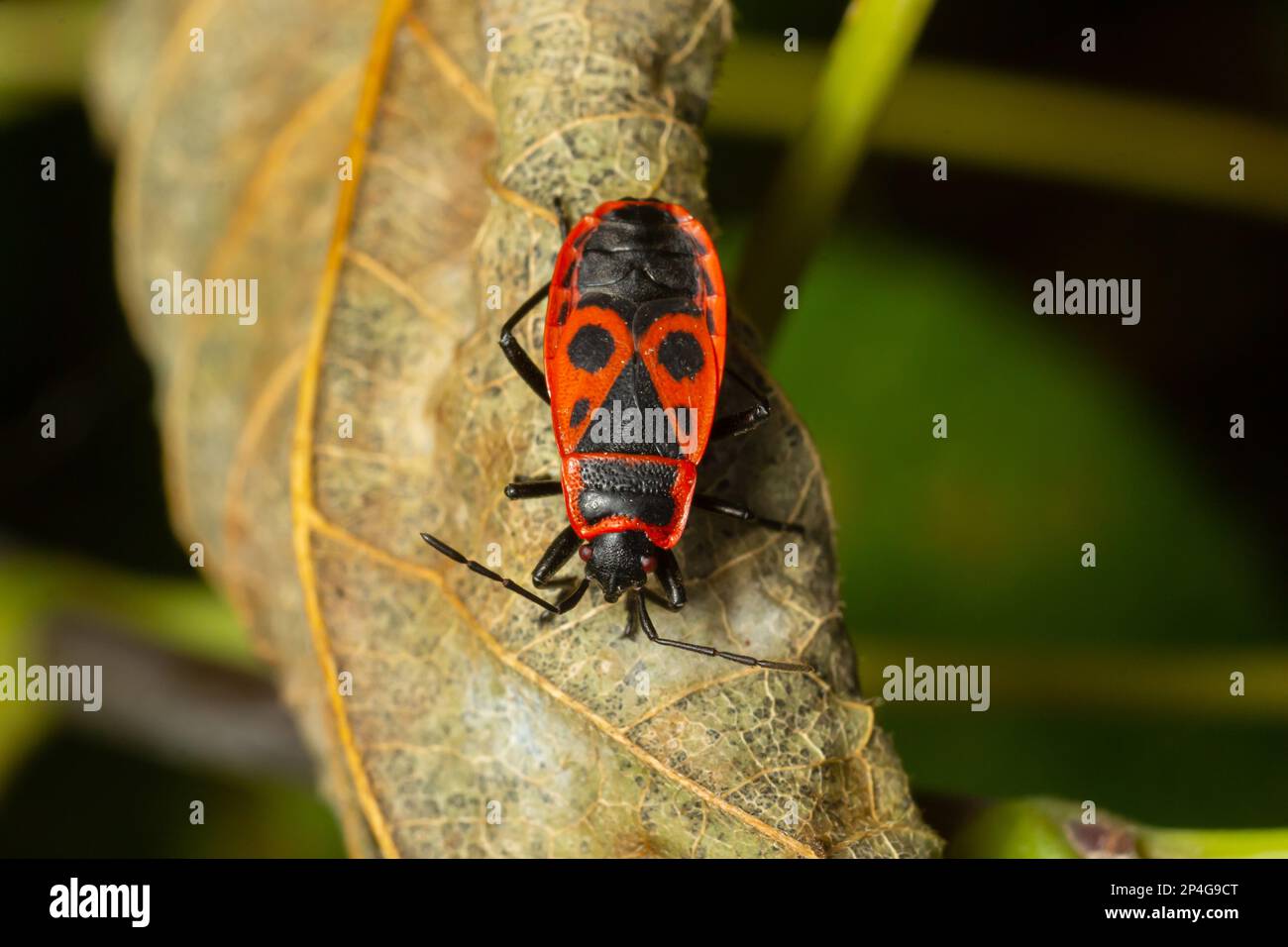 Pyrrhocoris apterus wing hi-res stock photography and images - Alamy