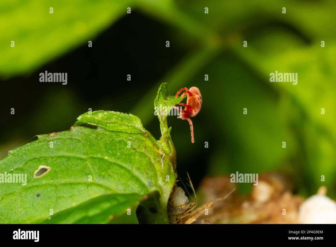 Velvet mite hi-res stock photography and images - Alamy