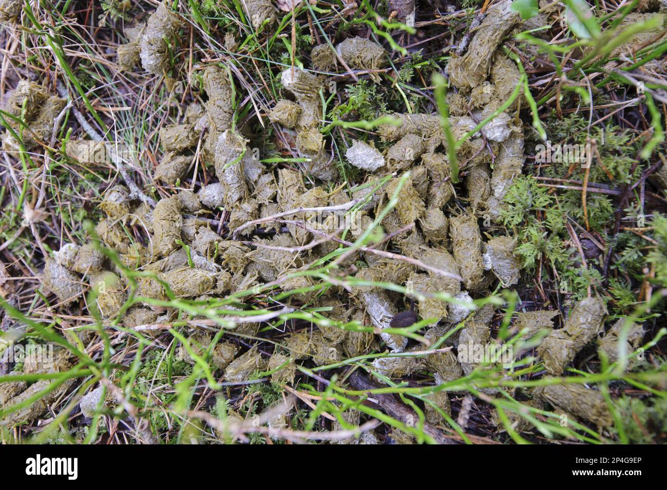 Western Capercaillie (Tetrao urogallus) droppings, under roosting tree ...