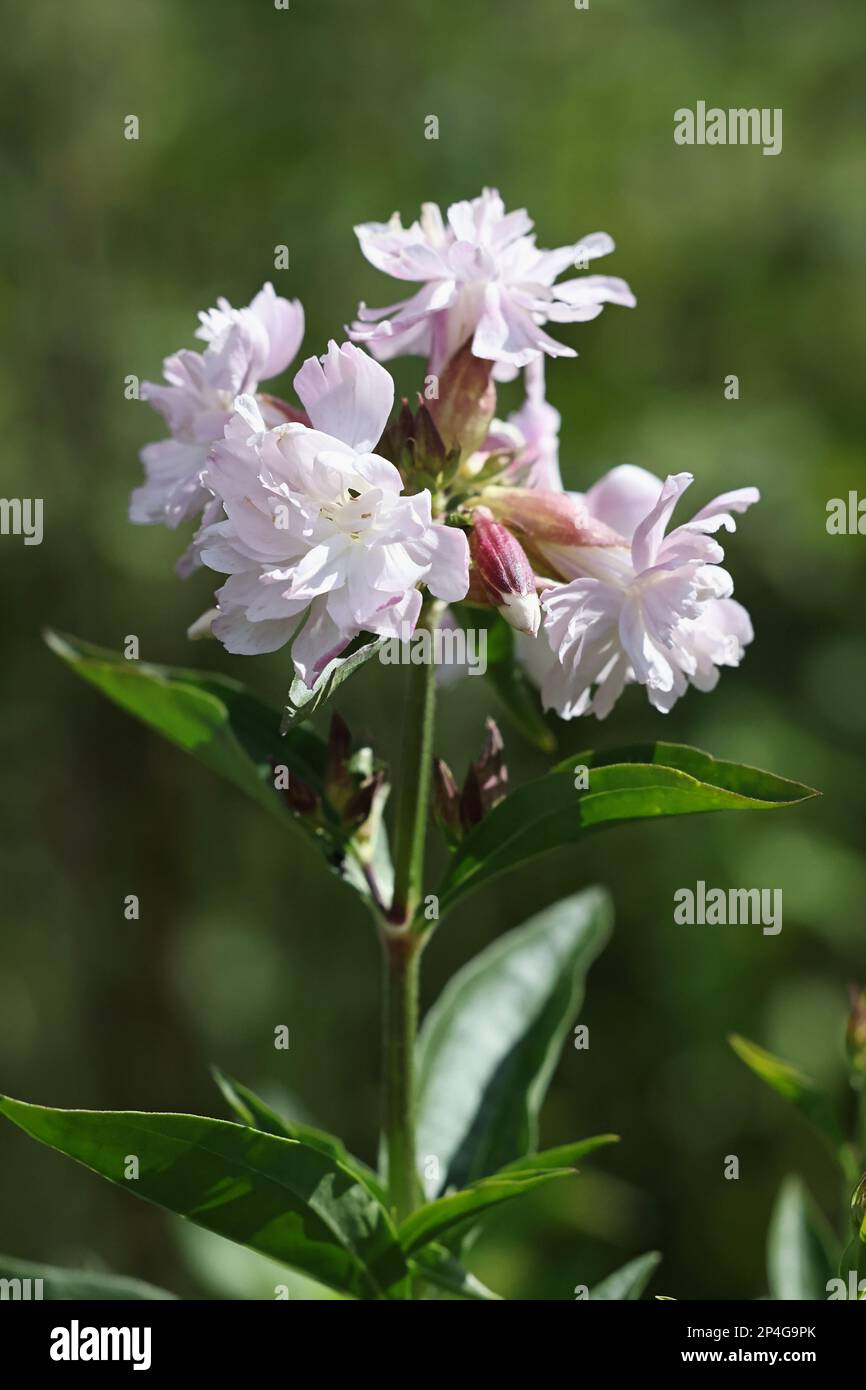 Soapwort, Saponaria officinalis, also known as crow soap, wild sweet ...