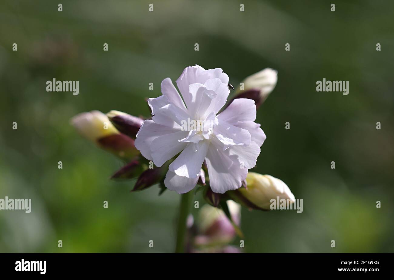 Soapwort saponaria officinalis flower hi-res stock photography and ...