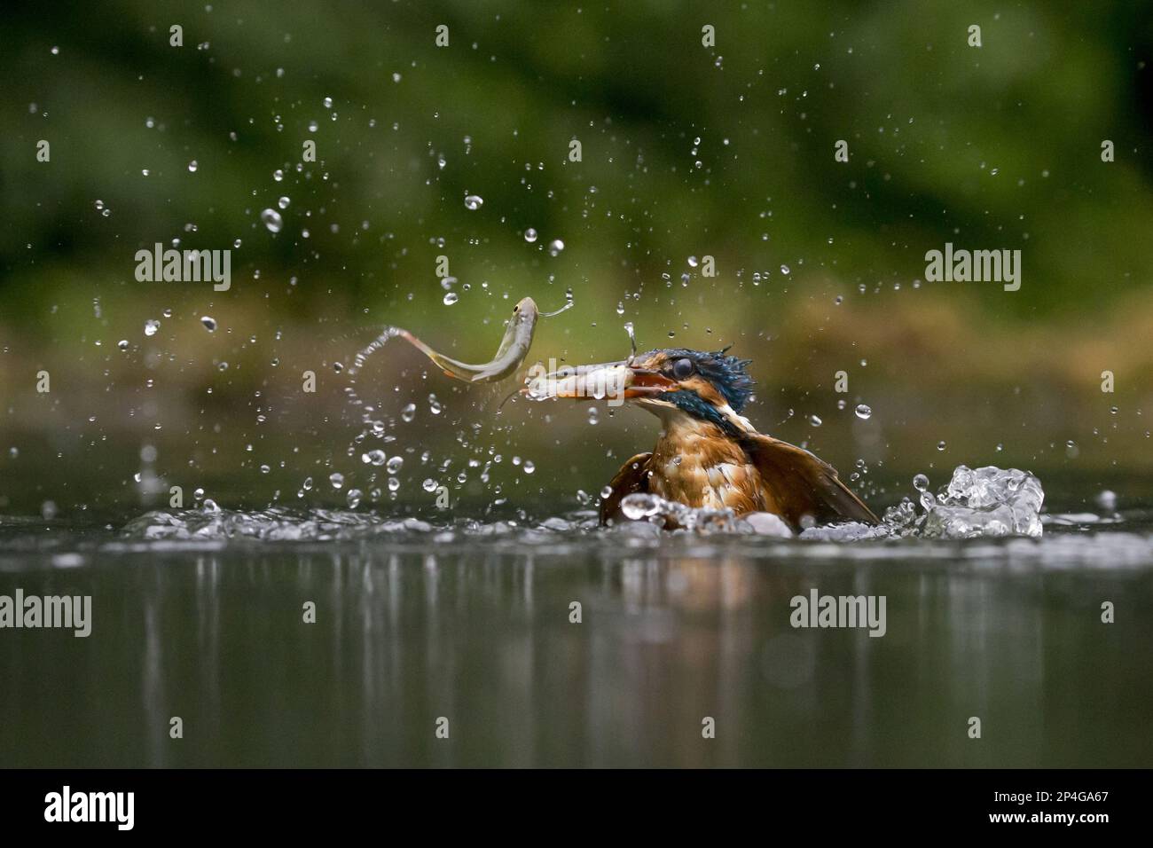 Common Kingfisher (Alcedo atthis) adult female, emerging from dive with ...