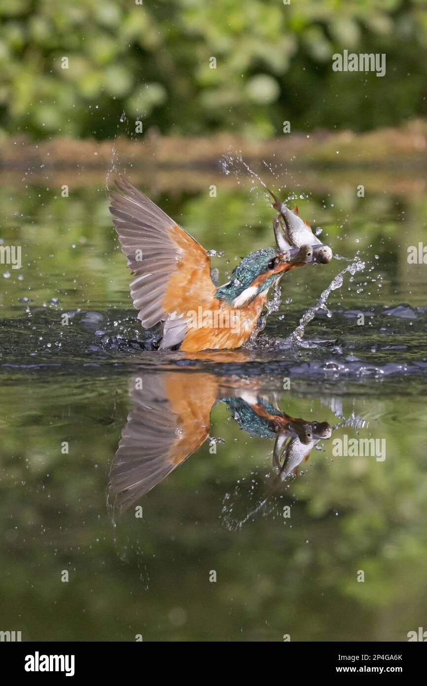 Common Kingfisher (Alcedo atthis) adult female, emerging from dive with ...