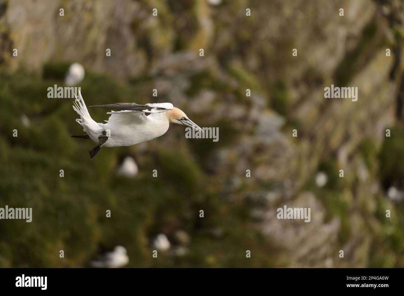 Northern Gannet (Morus bassanus) adult, in flight over cliff, Hermaness ...