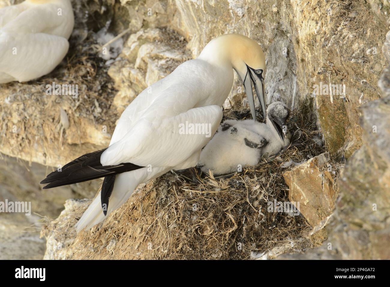 Moray firth ground hi-res stock photography and images - Alamy