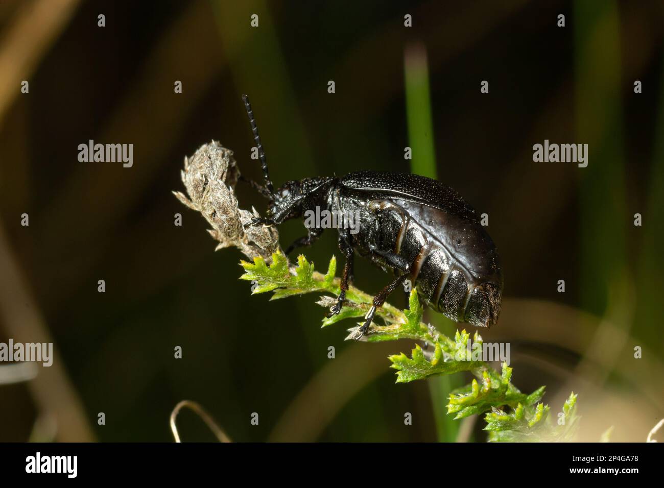 Bug sits on a leaf. Insecta Coleoptera Chrysomelidae Galeruca tanaceti ...