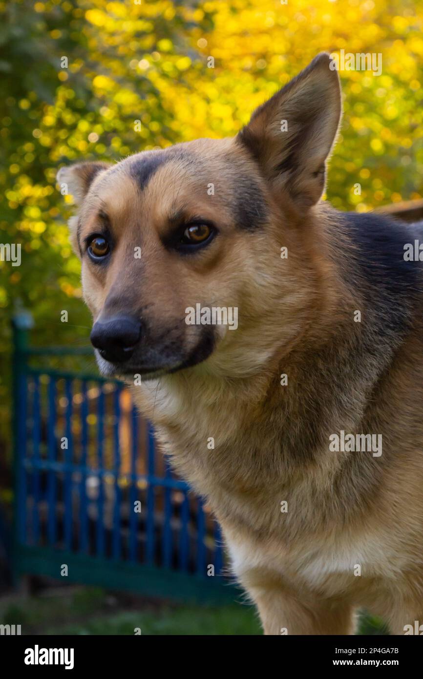 portrait of a homeless country dog against a background of summer trees ...