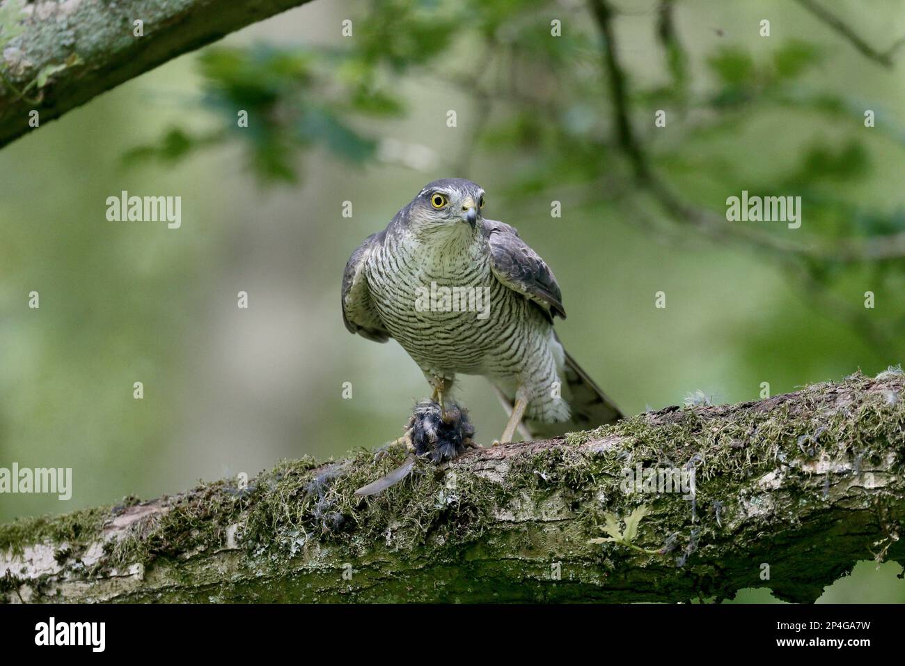Eurasian Sparrowhawk (Accipiter nisus) adult female, with passerine ...