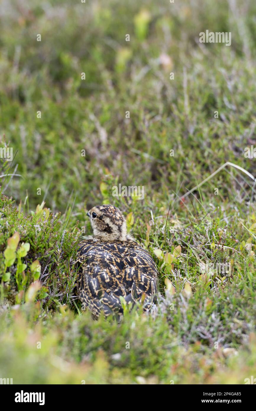 Red grouses (Lagopus lagopus scoticus) Ptarmigan, Ptarmigan, Chicken ...