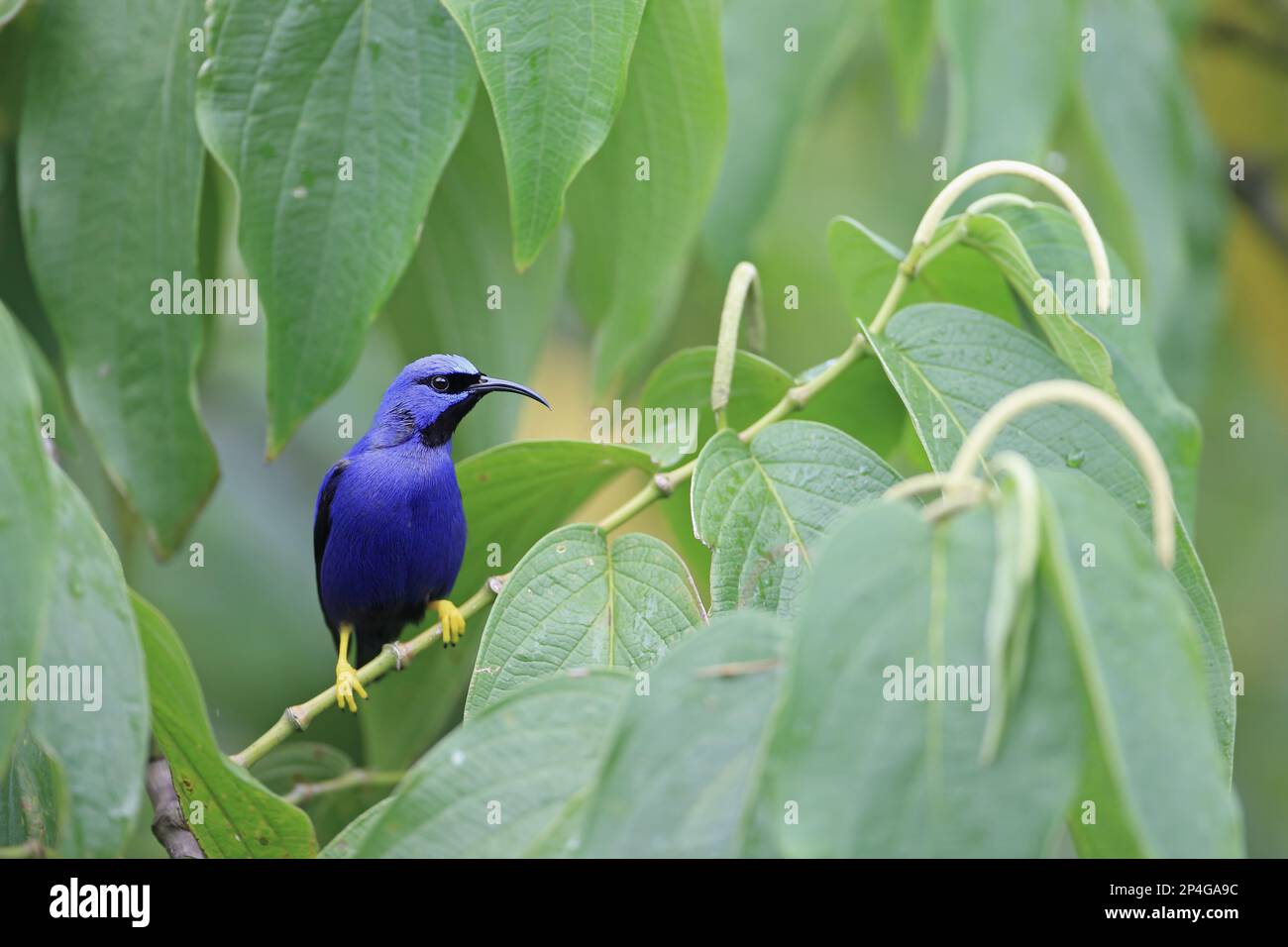 Purple honeycreeper (Cyanerpes caeruleus), Purple Honeycreepers, Purple ...