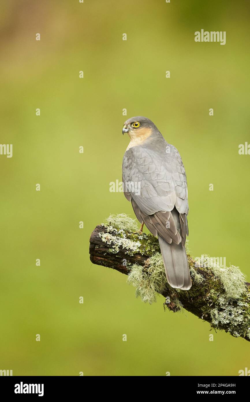 Eurasian eurasian sparrowhawk (Accipiter nisus), adult male, sitting on ...