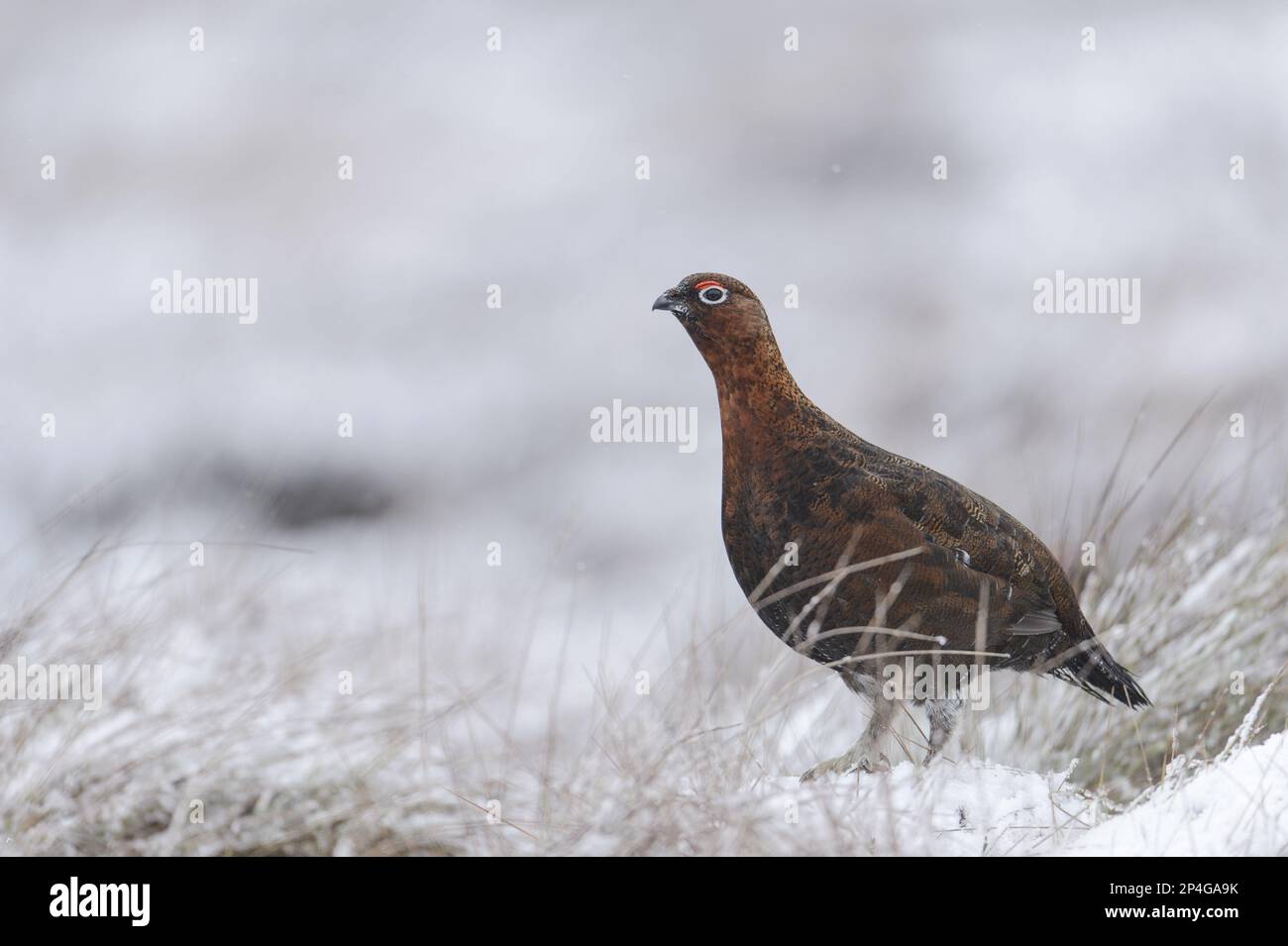 Red Grouse (Lagopus lagopus scoticus) adult male, standing on snow ...