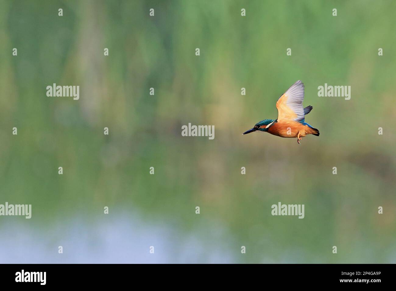 Mid yare national nature reserve hi-res stock photography and images ...