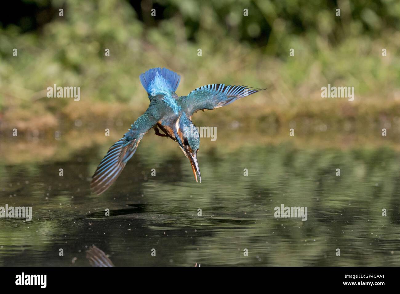 Common Kingfisher (Alcedo atthis) adult female, in flight, diving into ...