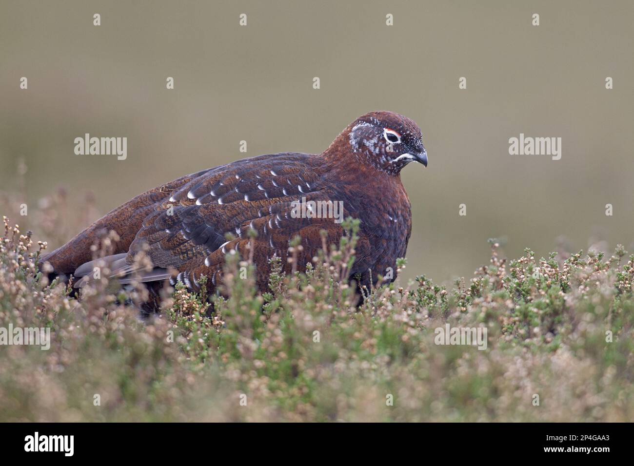 Scottish Grouse, red grouses (Lagopus lagopus scoticus) Ptarmigan ...