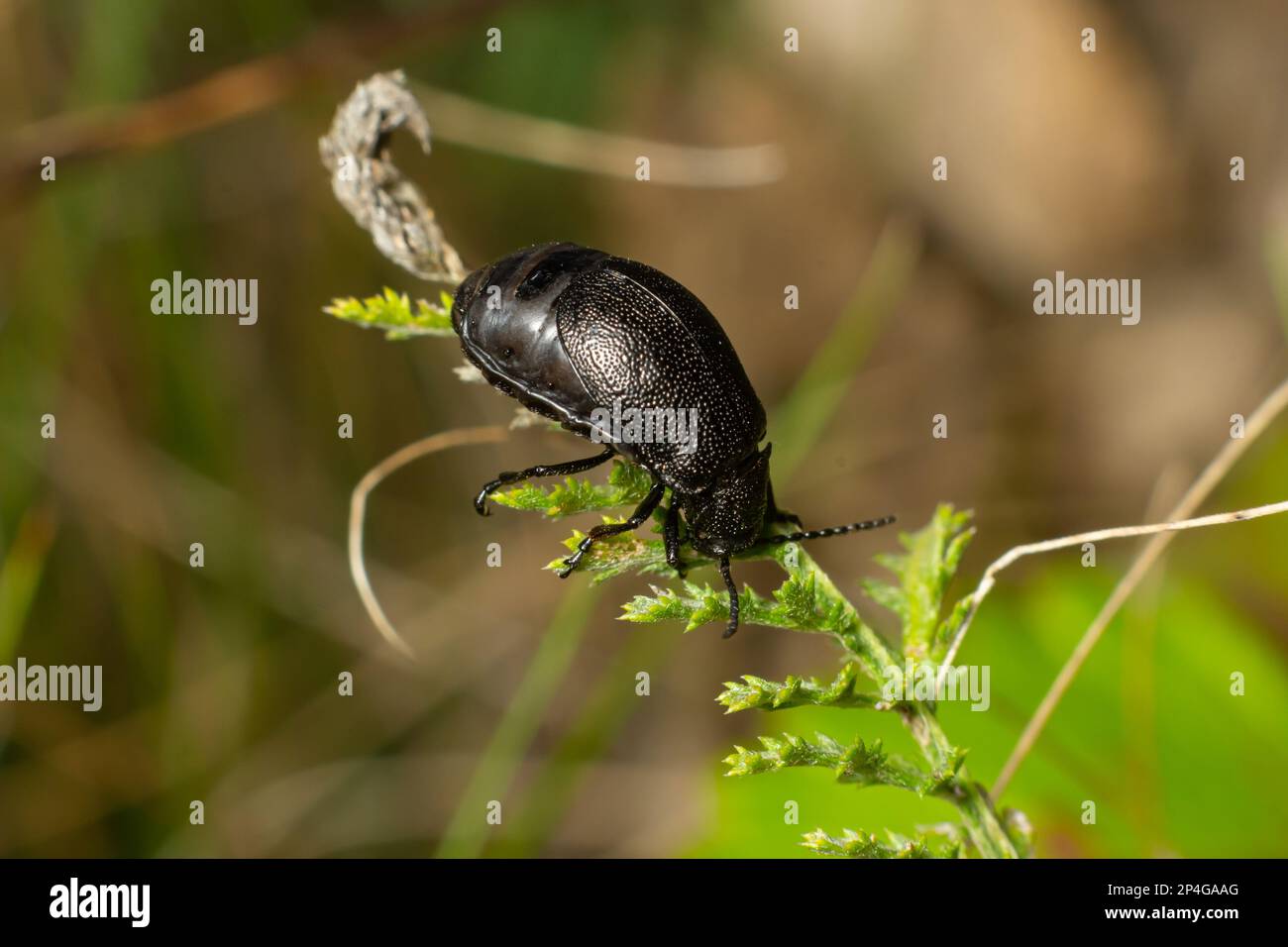 Bug sits on a leaf. Insecta Coleoptera Chrysomelidae Galeruca tanaceti ...