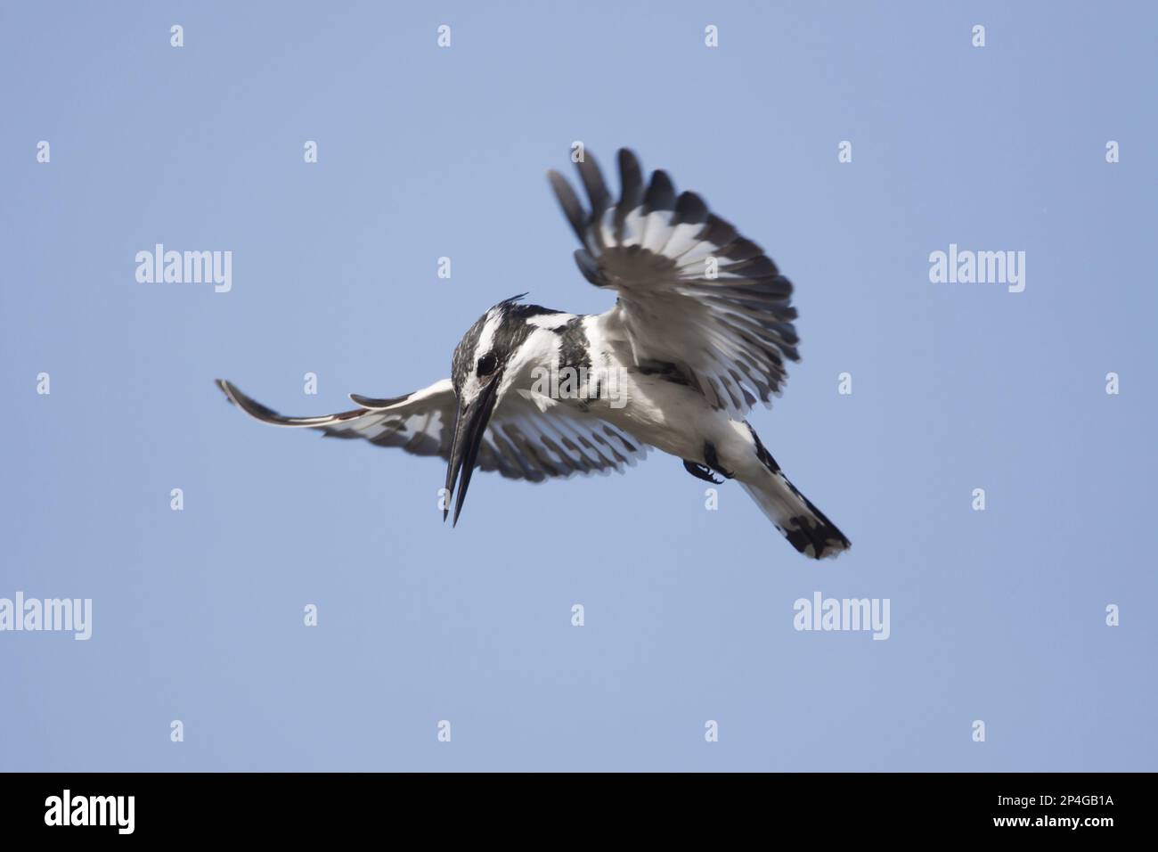 Alcedo rudis, Grey Kingfisher, Kingfisher, Kingfishers, Animals, Birds ...