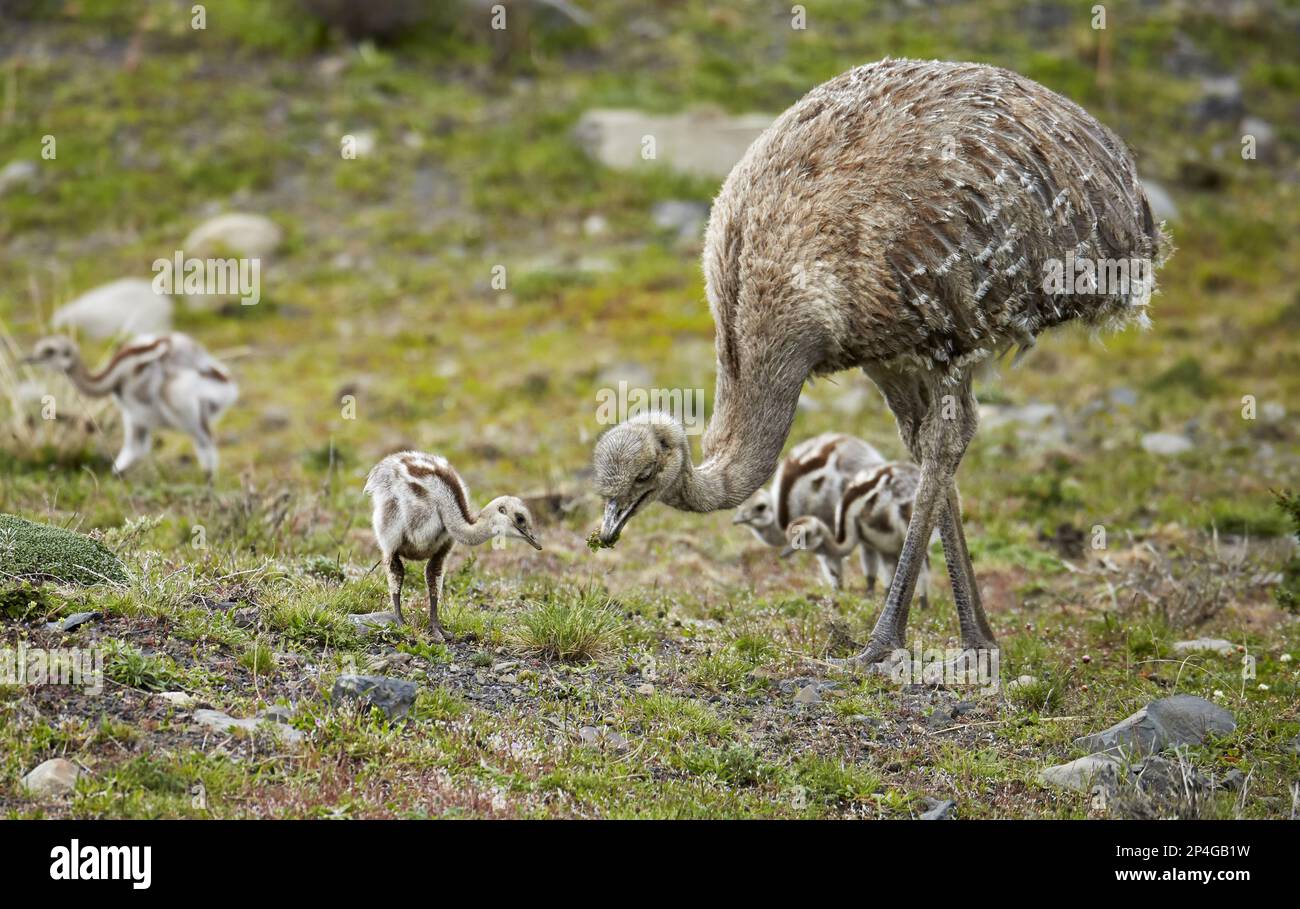 Lesser darwin's rhea (Rhea pennata) adult male with chicks, feeding ...
