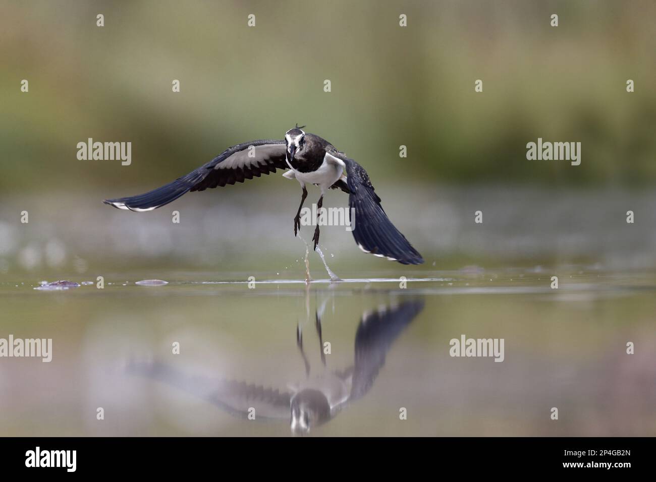 Northern Lapwing (Vanellus vanellus) immature, in flight, taking off ...