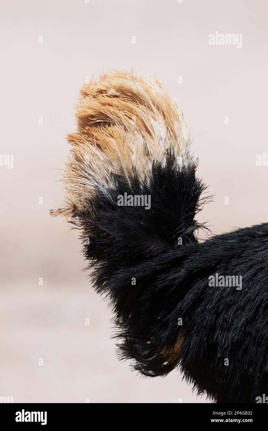 South african ostrich (Struthio camelus australis), South African ...