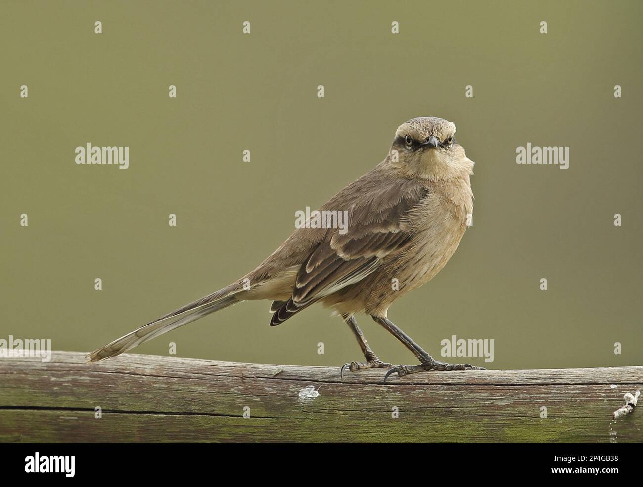 Adult Chalk-browed Mockingbird (Mimus saturninus frater), sitting on ...