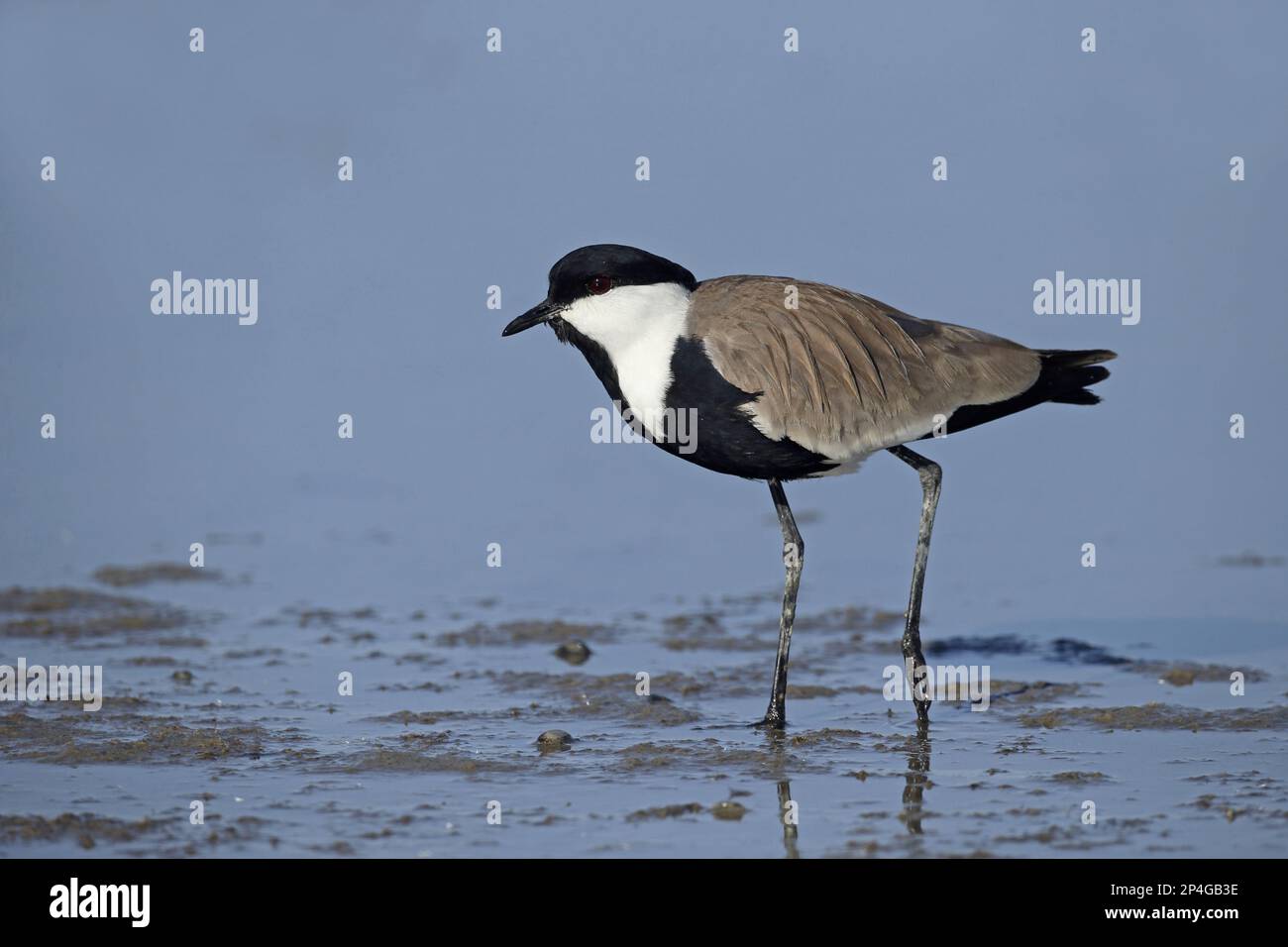 Spur-winged Lapwing (Vanellus spinosus) adult, walking on mud in ...