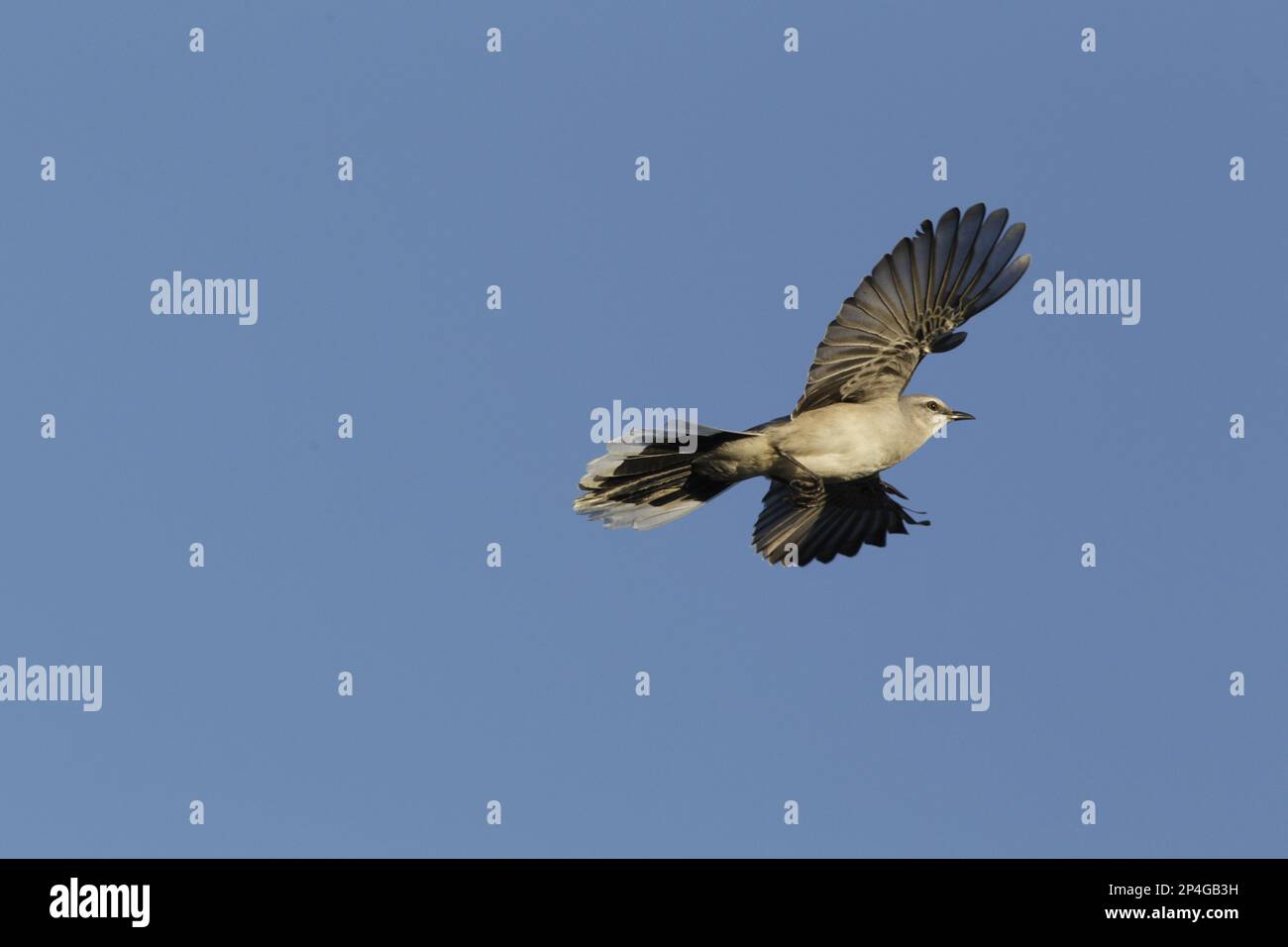 Tropical Mockingbird (Mimus gilvus) adult, in flight, Yucatan Peninsula ...