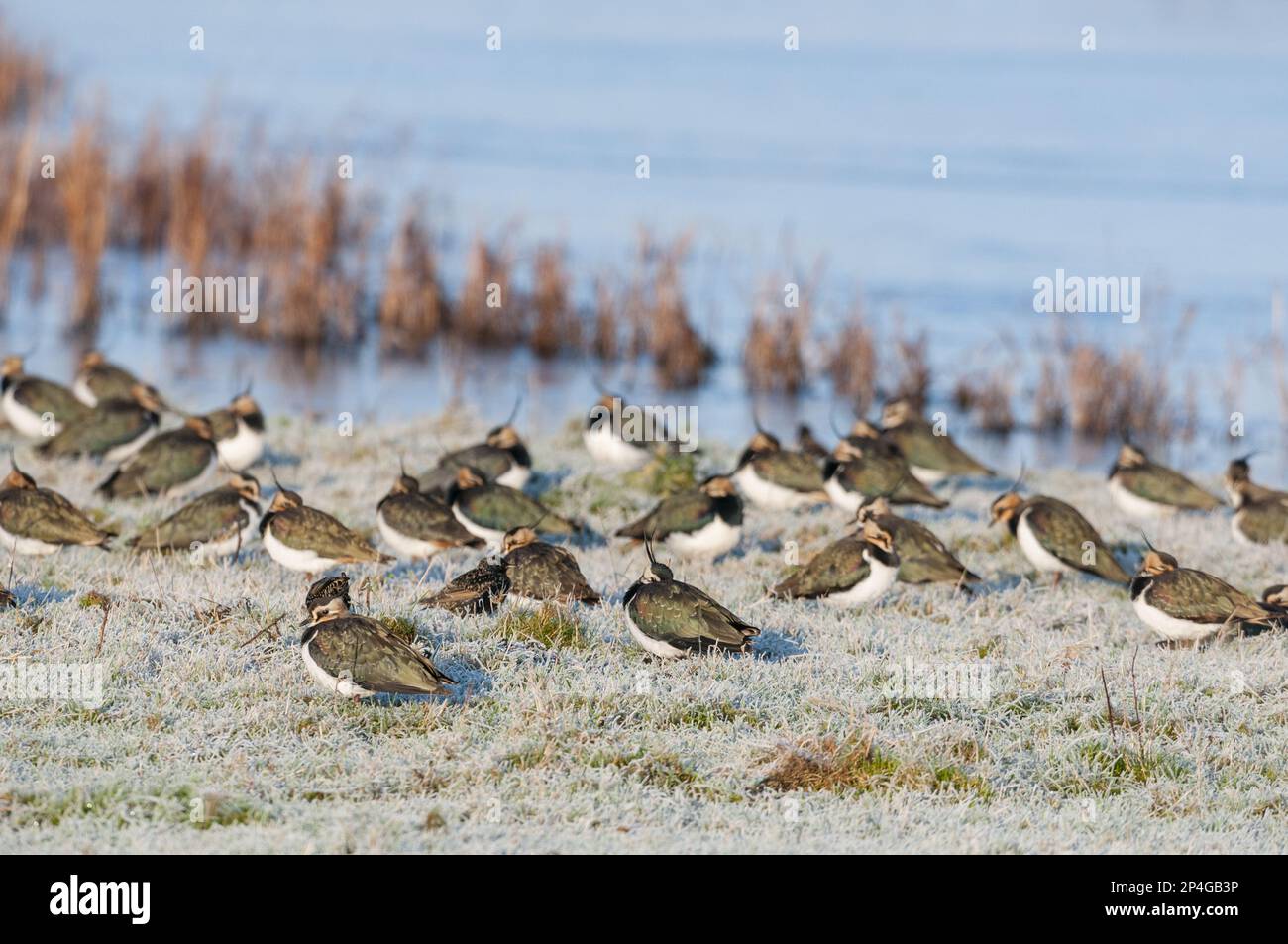 Kent coastal birds hi-res stock photography and images - Alamy