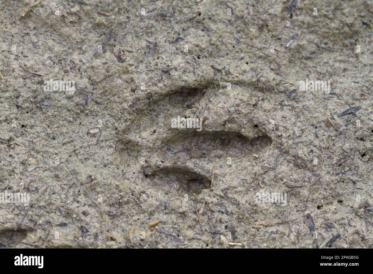 Muddy footprint bird hi-res stock photography and images - Alamy