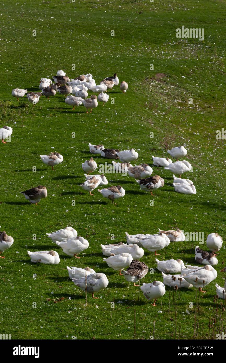 Gray beautiful geese in a pasture in the countryside walk on the green ...