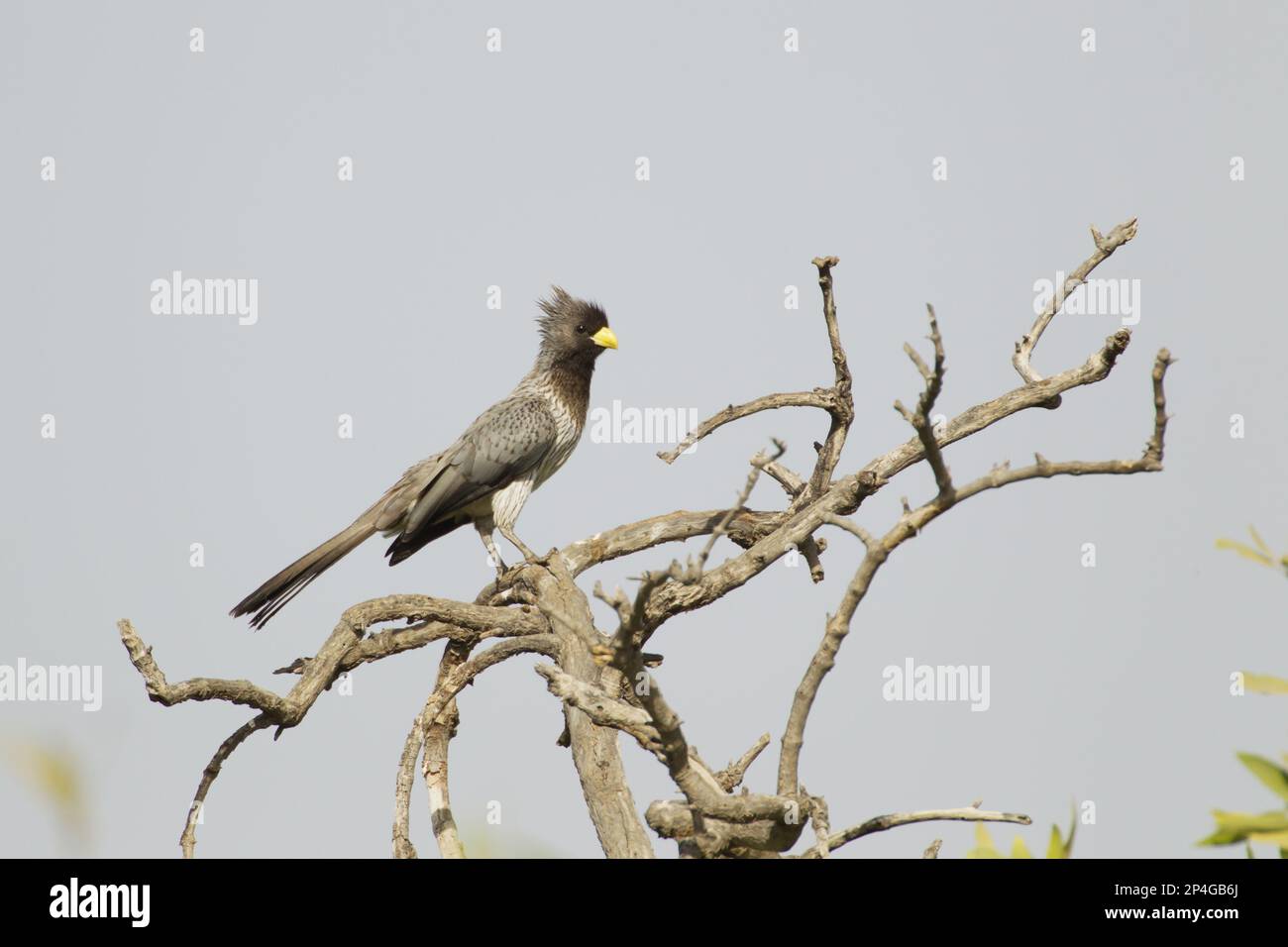 Black-tailed Screamer, Black-tailed Screamer, Animals, Birds, Cuckoo ...