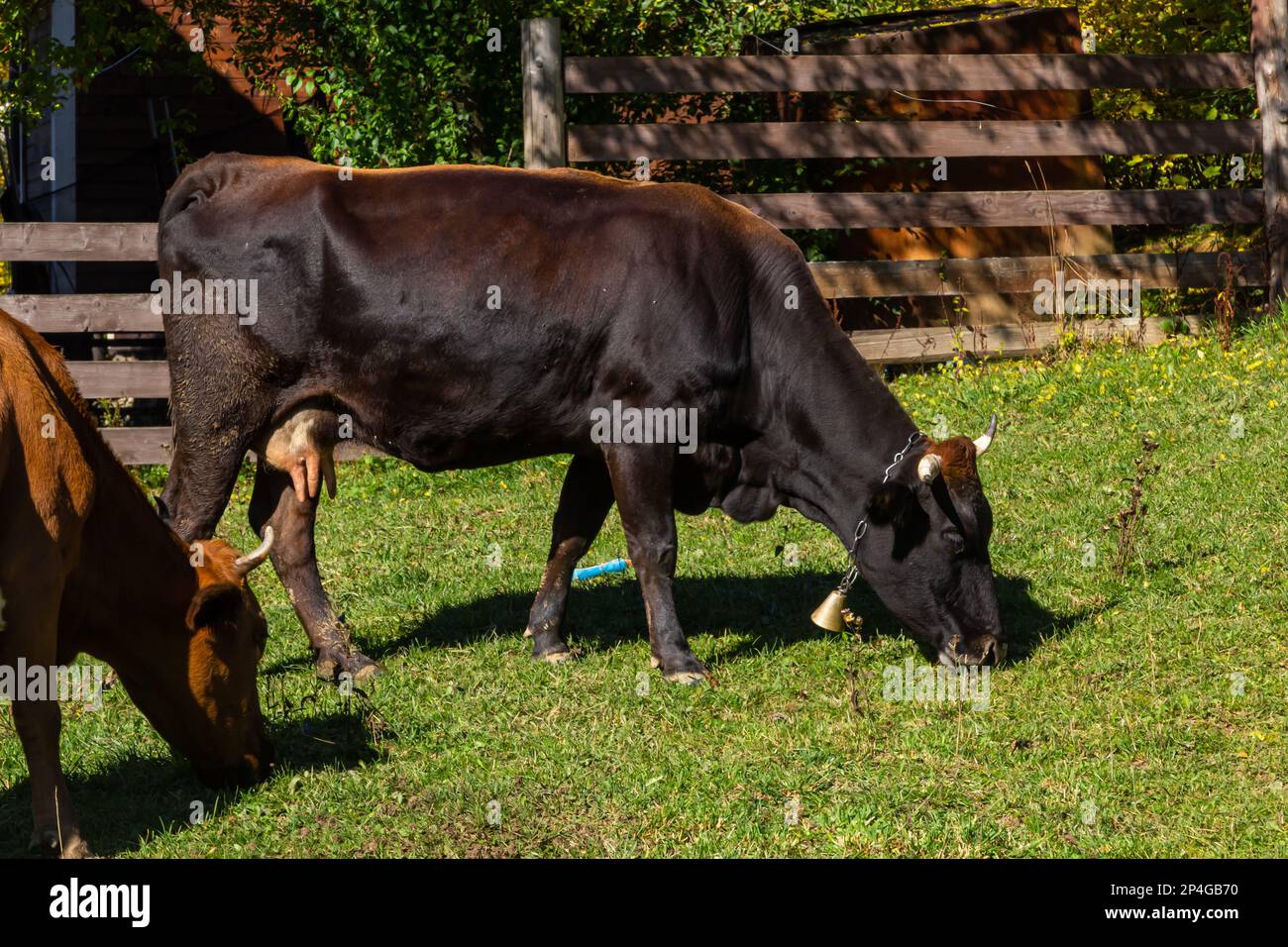 Brown dairy cow grazing on a pasture. More cows in the background ...