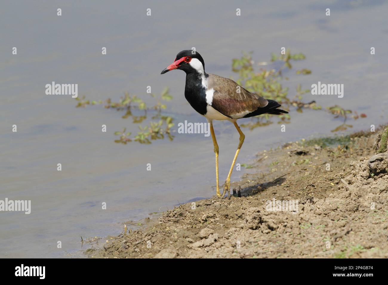 Red-wattled Lapwing (Vanellus indicus) adult, walking on mud at edge of ...