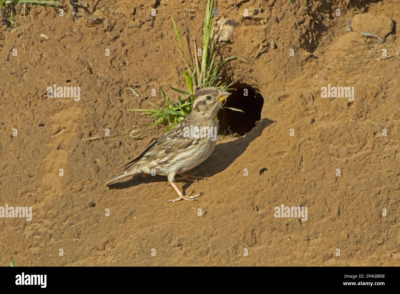 Rock Sparrow (Petronia petronia) adult, standing at nesthole entrance ...