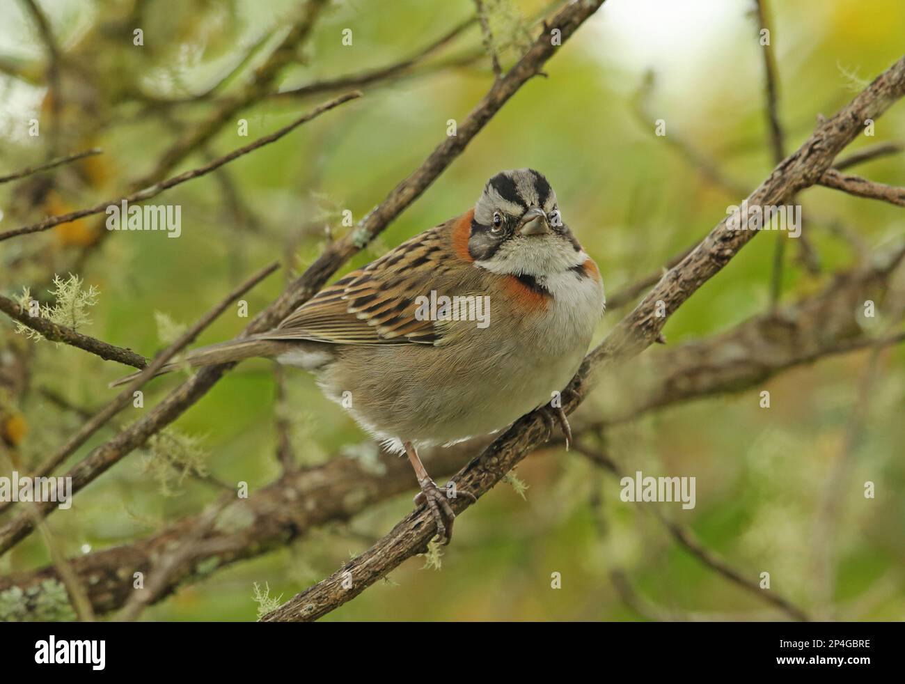Red-necked sparrow (Zonotrichia capensis suborquata), adult, sitting on ...