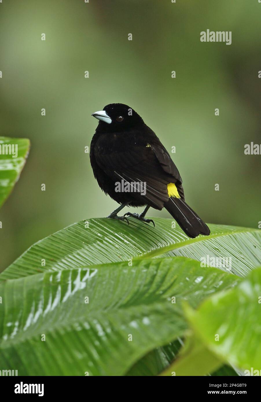 Back tanagers hi-res stock photography and images - Alamy