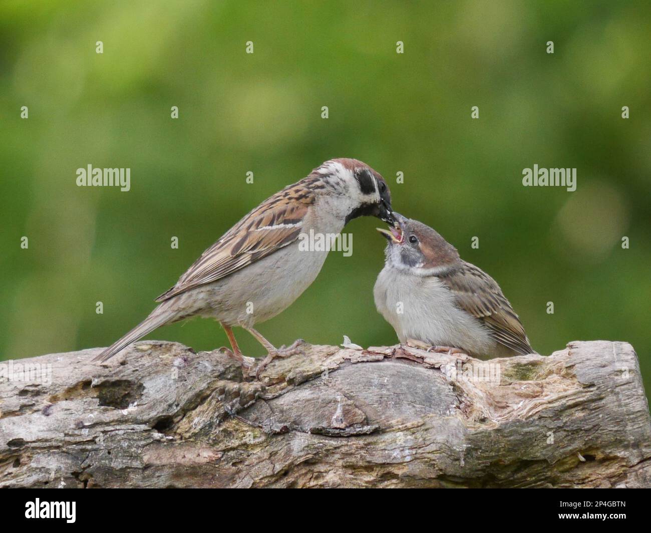 Eurasian eurasian tree sparrow (Passer montanus), adult, feeding chicks ...
