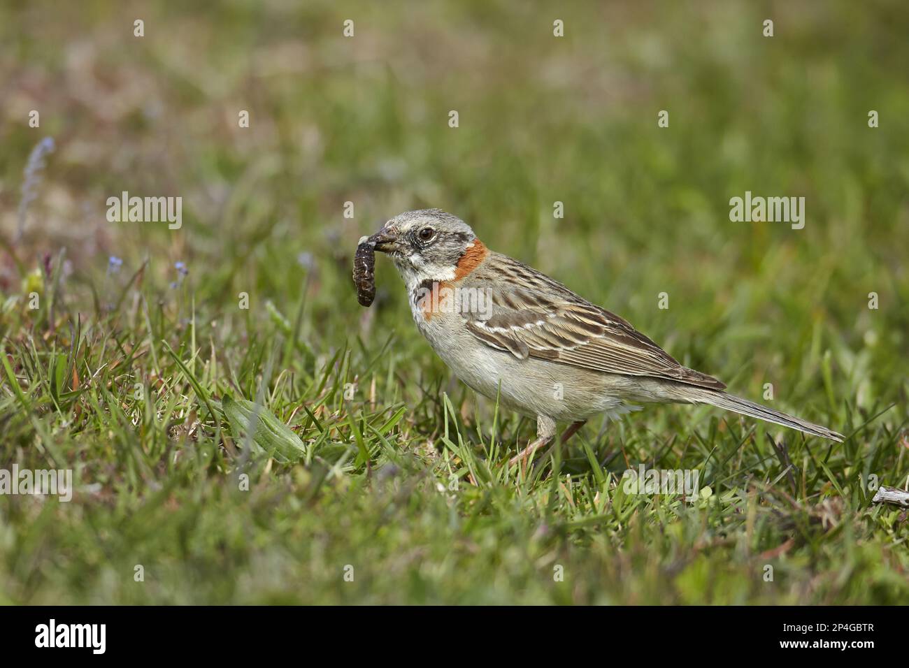 Morning Bunting, rufous-collared sparrows (Zonotrichia capensis), Brown ...