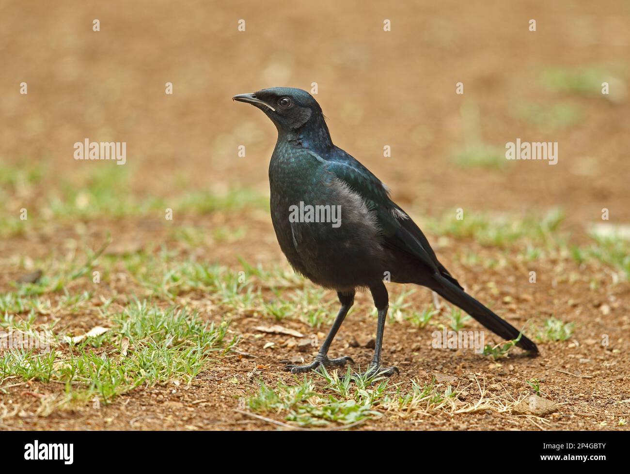 Giant Glossy Starling, burchell's starling, Giant Glossy Starling ...