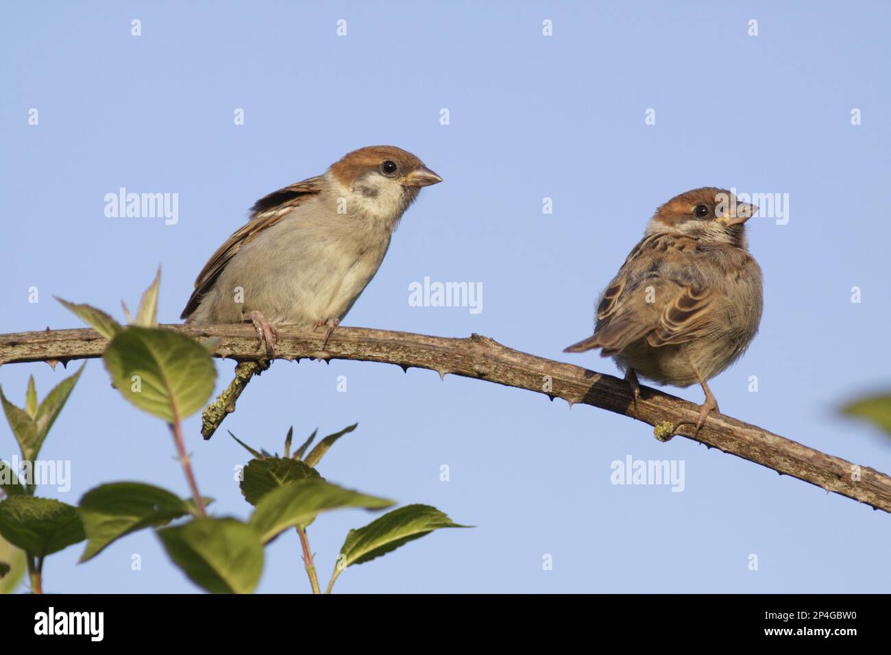 Eurasian Tree Sparrow (Passer montanus) two juveniles, perched on ...