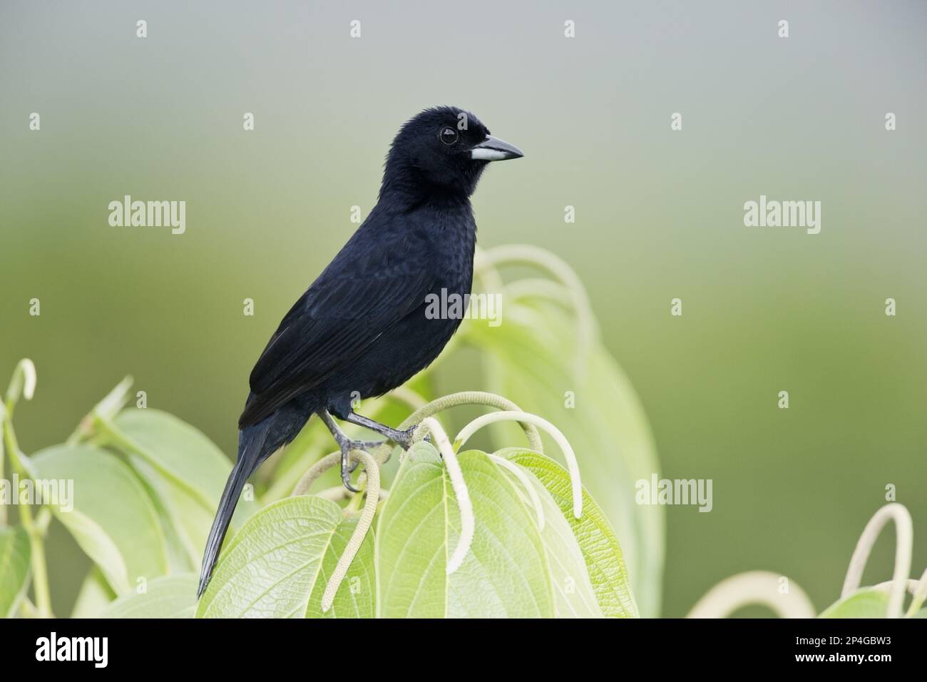 White-lined Tanager (Tachyphonus rufus) adult male, perched on ...