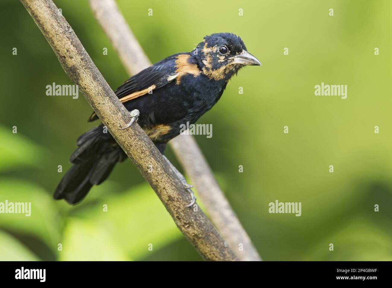 White-lined Tanager (Tachyphonus rufus) juvenile male, perched on twig ...