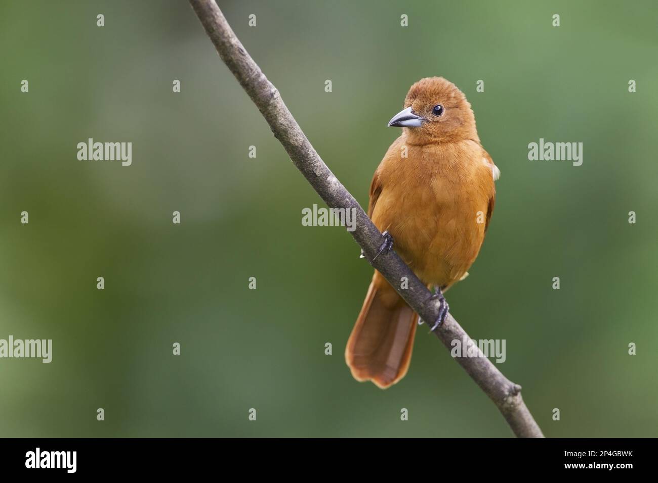 White-lined Tanager (Tachyphonus rufus) adult female, perched on twig ...