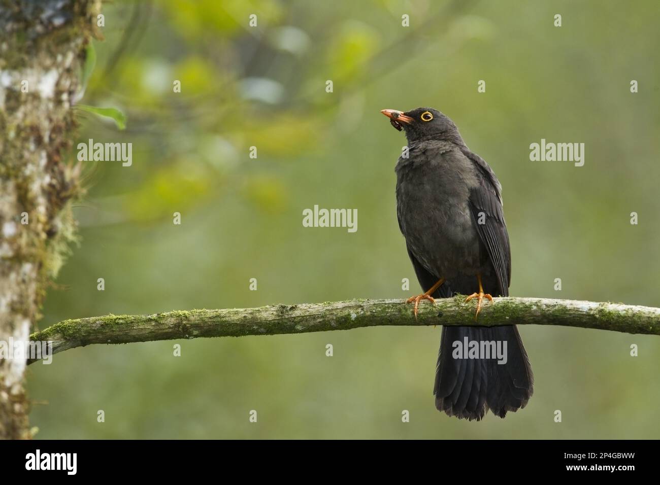Great Thrush (Turdus fuscater) adult, with food in beak, perched on ...